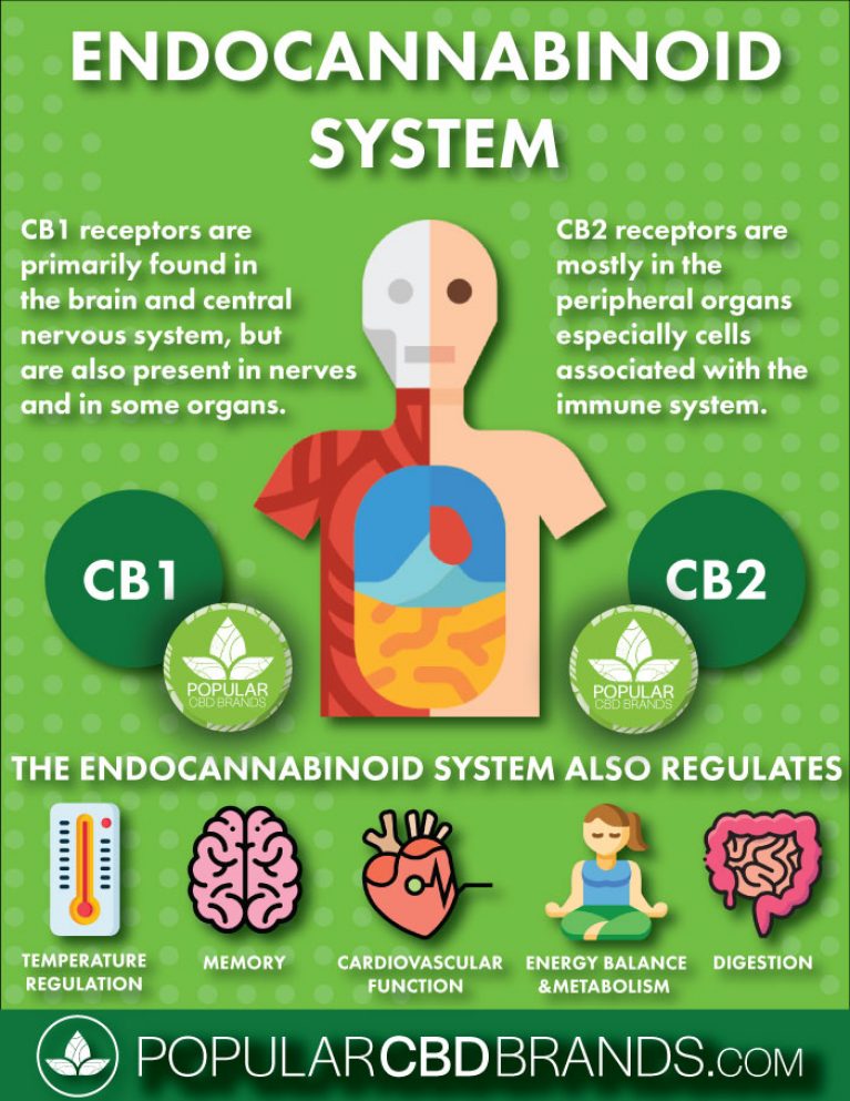 The Mystery Behind CBD and Our Endocannabinoid System
